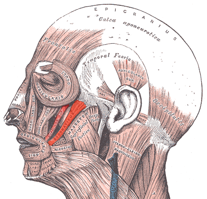 Zygomaticus minor and major muscles - NAVINA